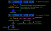Lac Operon - GeeksforGeeks