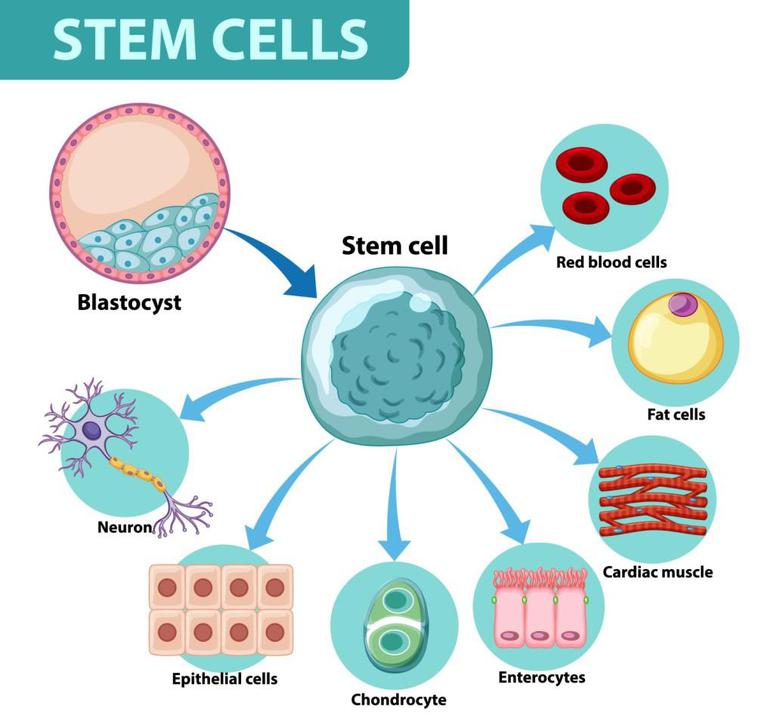 What Stem Cell is and its use? - GeeksforGeeks