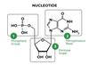 Polynucleotide Chain - GeeksforGeeks