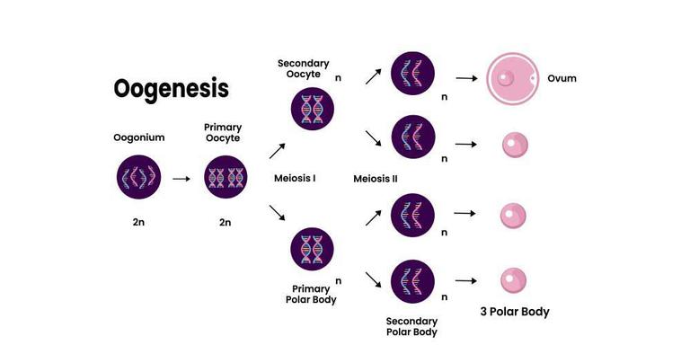 Gametogenesis - Spermatogenesis and Oogenesis - GeeksforGeeks