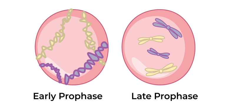 Mitosis Cell Division: Definition, Stages and Diagram - GeeksforGeeks