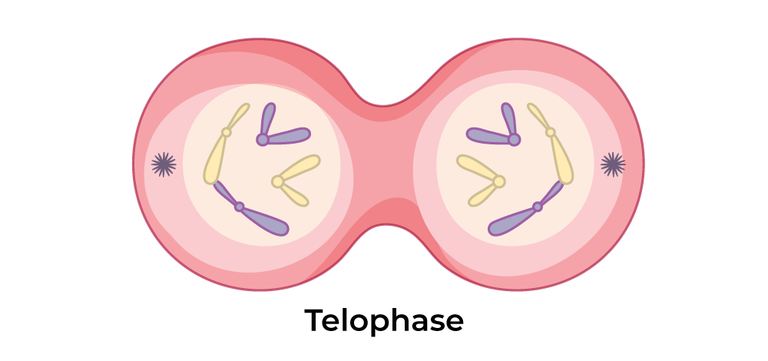 Mitosis Cell Division: Definition, Stages and Diagram - GeeksforGeeks