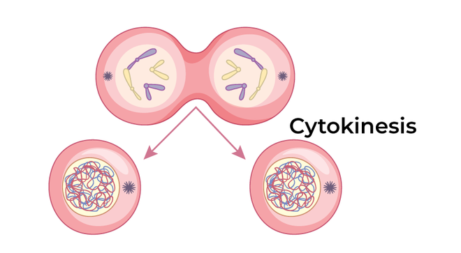 Difference Between Karyokinesis And Cytokinesis - GeeksforGeeks
