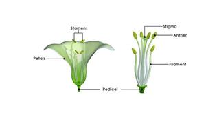 Stamen - Structure, Functions and Types - Biology Class 12 - GeeksforGeeks
