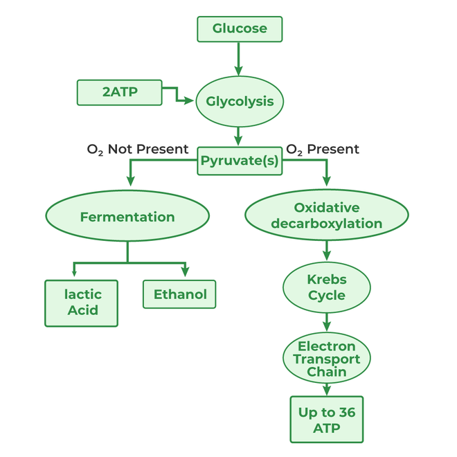 Respiration - GeeksforGeeks