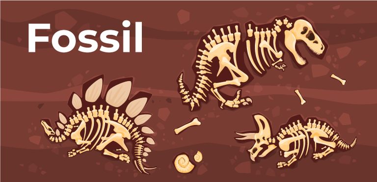 Fossils - GeeksforGeeks