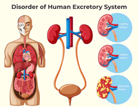 Human Excretory System - GeeksforGeeks