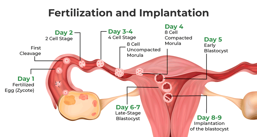 Fertilizations And Implantation GeeksforGeeks