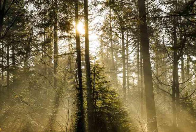 Tyndall Effect - GeeksforGeeks