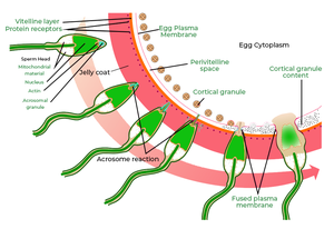 Fertilizations And Implantation - GeeksforGeeks