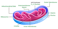Cell Organelles - GeeksforGeeks