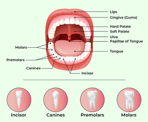 Dentition & Dental Formula - GeeksforGeeks