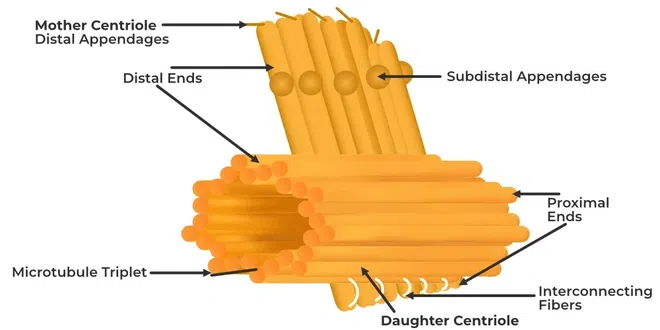 Cell Organelles - GeeksforGeeks