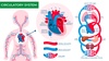 Diagram of Human Organs - GeeksforGeeks