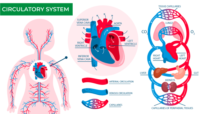 CBSE Class 10 Science Notes Chapter 5 Life Processes - GeeksforGeeks