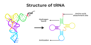 tRNA - the Adapter Molecule - GeeksforGeeks