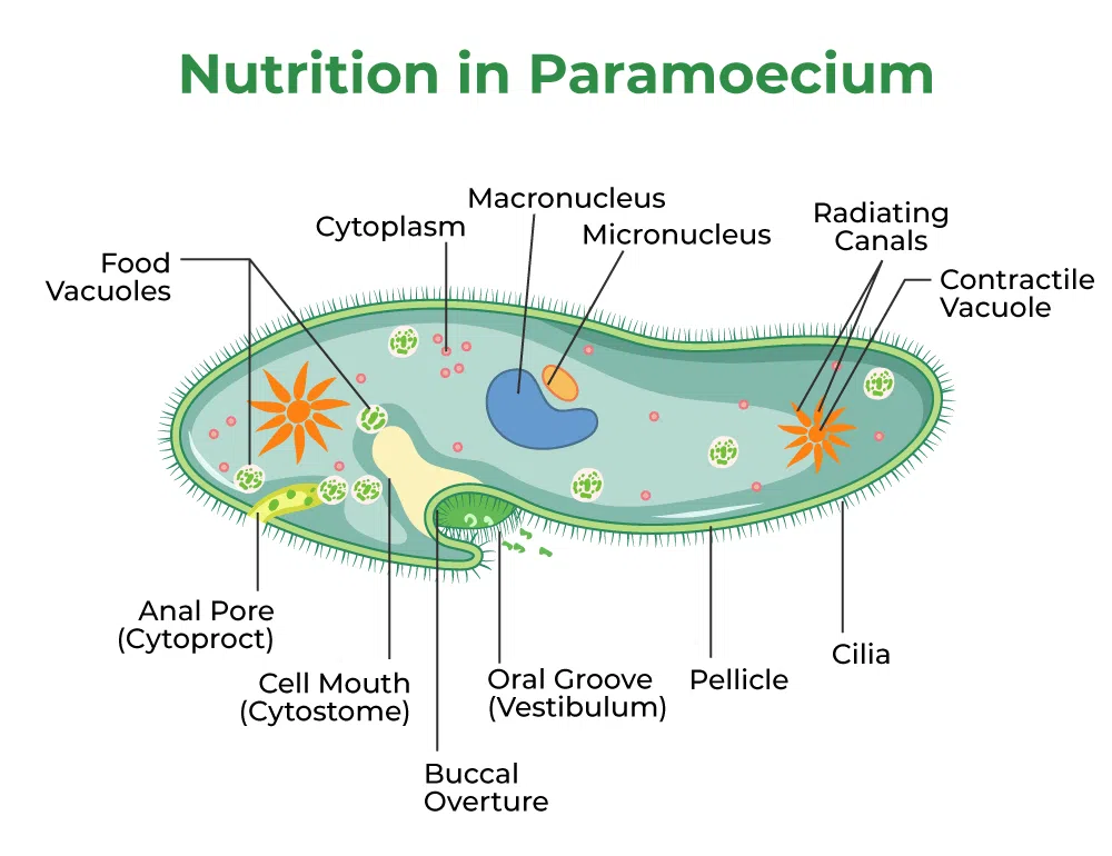 CBSE Class 10 Science Notes Chapter 5 Life Processes | GeeksforGeeks