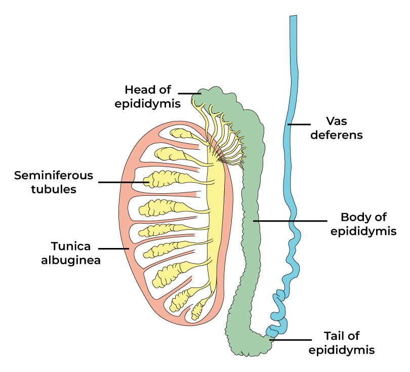 NCERT Notes on Human Reproduction Class 12 Chapter 2 - GeeksforGeeks