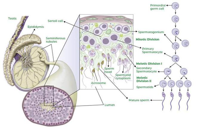 NCERT Notes on Human Reproduction Class 12 Chapter 2 - GeeksforGeeks