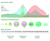 NCERT Notes on Human Reproduction Class 12 Chapter 2 - GeeksforGeeks