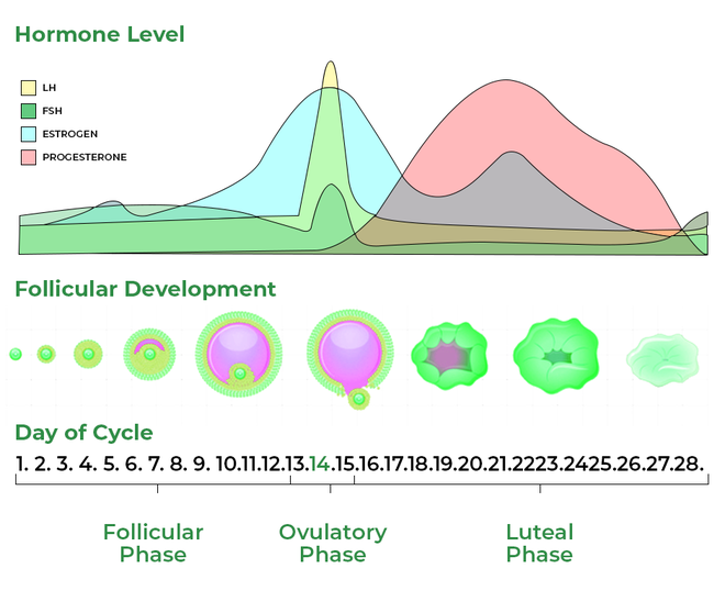 NCERT Notes on Human Reproduction Class 12 Chapter 2 - GeeksforGeeks
