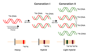 The Experimental Proof Of DNA Replication - GeeksforGeeks