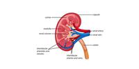 Difference Between Left and Right Kidney - GeeksforGeeks