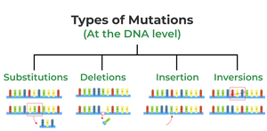 Notes for CBSE Class 12 Biology Chapter 4