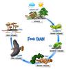 CBSE Class 10 Chapter 13 Our Environment Notes - GeeksforGeeks