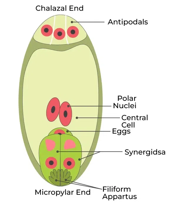 Sexual Reproduction in Flowering Plants NCERT Solutions | GeeksforGeeks