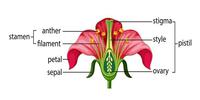 The Structure and Functions of Pistil - GeeksforGeeks