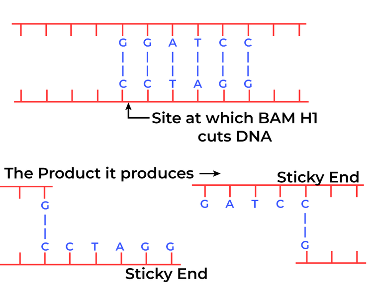 NCERT Solutions Class-12 Chapter 9 Biotechnology: Principles and ...