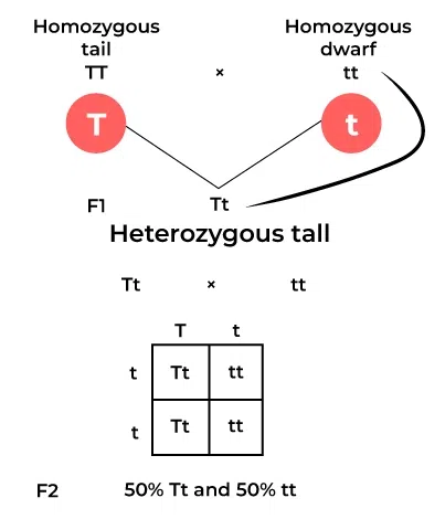 Principles of Inheritance and Variation CBSE Notes for Chapter 4 ...