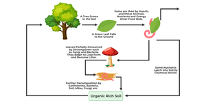 Ecosystem Notes Class 12 Biology Chapter 12 - GeeksforGeeks