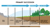 Ecosystem Notes Class 12 Biology Chapter 12 - GeeksforGeeks