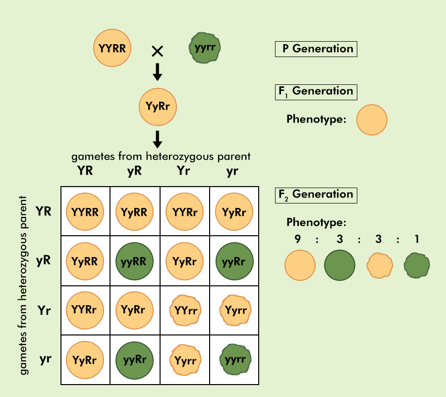 NCERT Solutions for Class 10 Science Chapter 8 Heredity - GeeksforGeeks