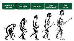 Scientific Name of Human Being - GeeksforGeeks