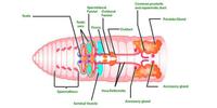 NCERT Solutions for Class 11 Biology Chapter 7 Structural Organisation ...