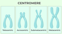 NCERT Solutions for Class 11 Biology Chapter 8 Cell The Unit of Life ...