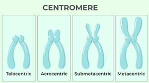 NCERT Solutions for Class 11 Biology Chapter 8 Cell The Unit of Life ...