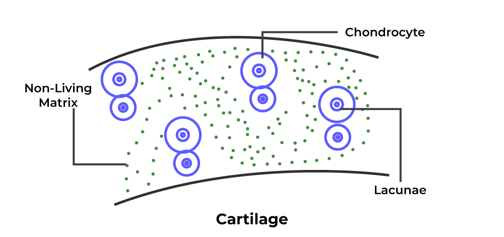 NCERT Solutions for Class 11 Biology Chapter 7 Structural Organisation ...
