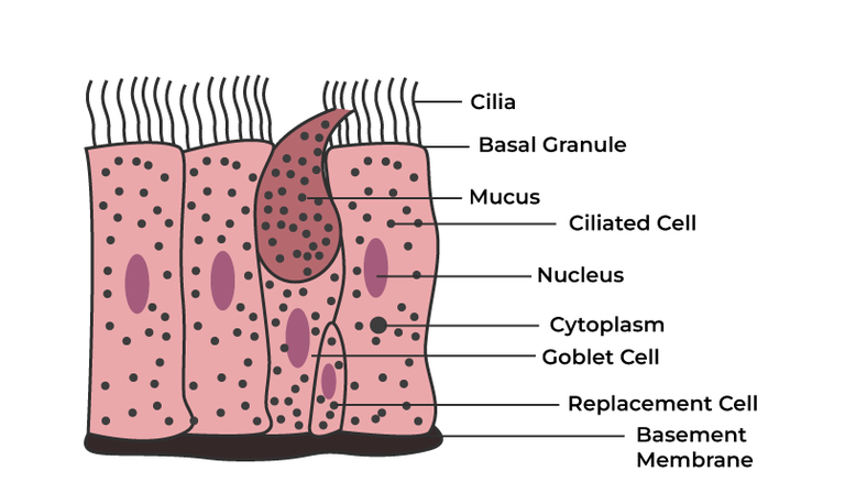 NCERT Solutions for Class 11 Biology Chapter 7 Structural Organisation ...
