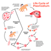 Human Health and Disease - GeeksforGeeks