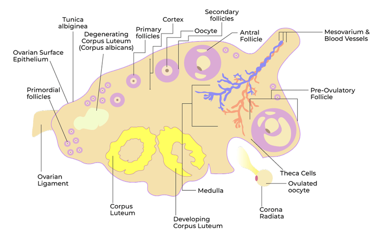 NCERT Solutions for Class 12 Chapter 2 Human Reproduction - GeeksforGeeks