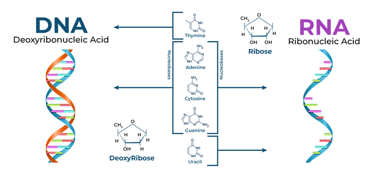 NCERT Solutions for class 11 Biology Chapter 9 - Biomolecules ...
