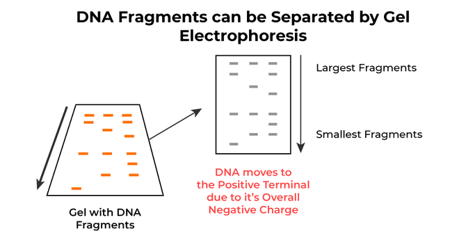 NCERT Notes Biology Class 12 Chapter 9 Biotechnology: Principles and ...