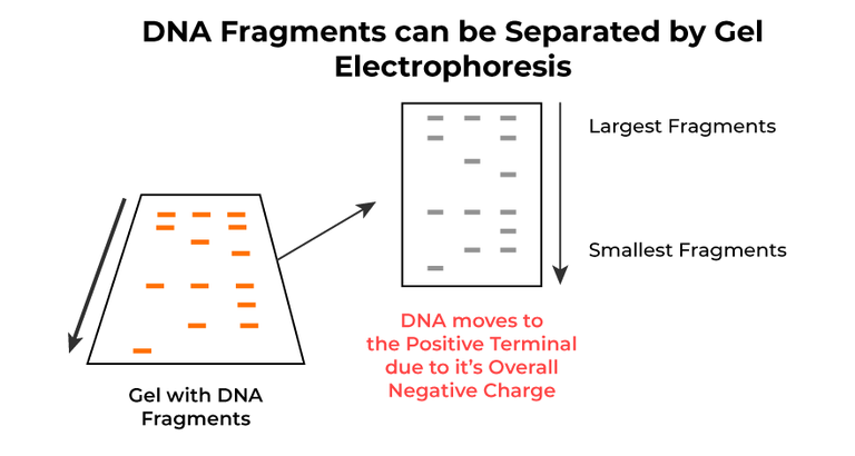 NCERT Notes Biology Class 12 Chapter 9 Biotechnology: Principles and ...