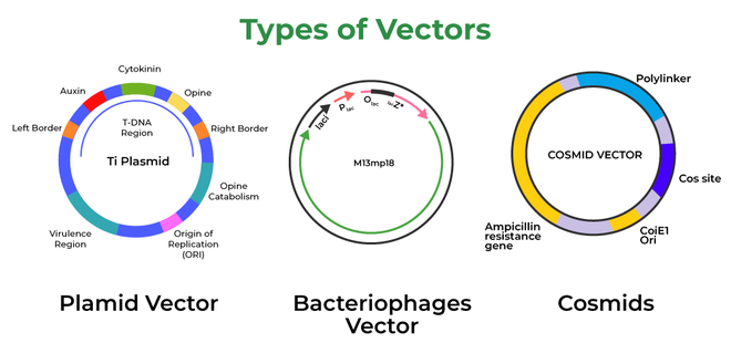 NCERT Notes Biology Class 12 Chapter 9 Biotechnology: Principles and ...