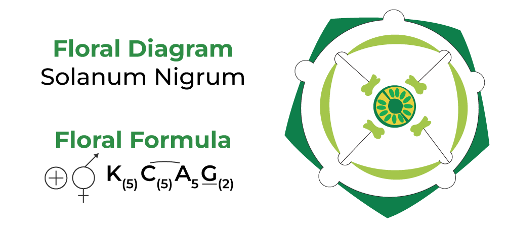 NCERT Solutions for Class 11 Biology Chapter 5: Morphology of Flowering ...