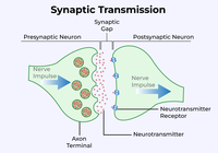 NCERT Solutions for Class 11 Biology Chapter 18 Neural Control and ...
